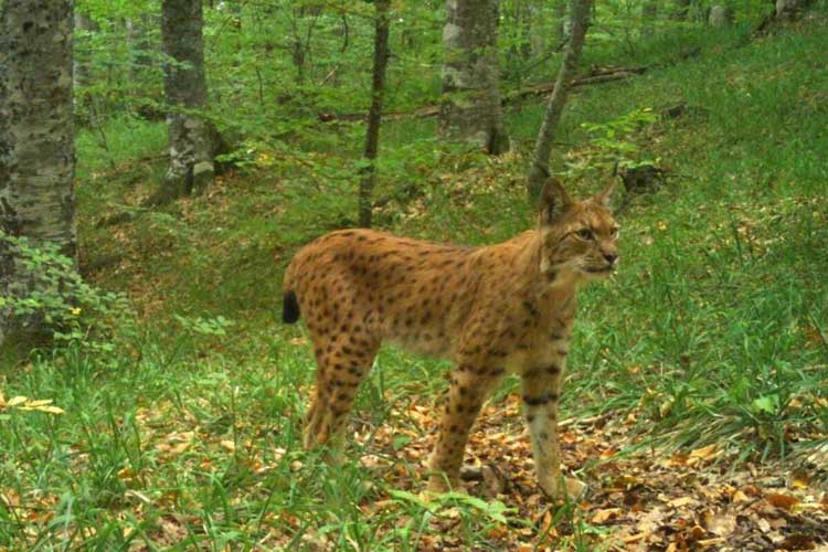 Дали се намалуваат шумите во кои живее балканскиот рис? - Шумарите