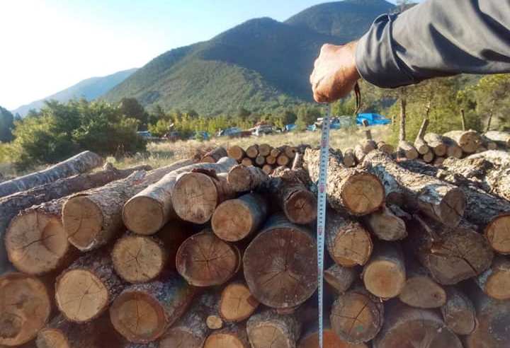 Кривична за вработен во „Национални шуми“ кој предизвикал штета од 15 750 денари Шумарите